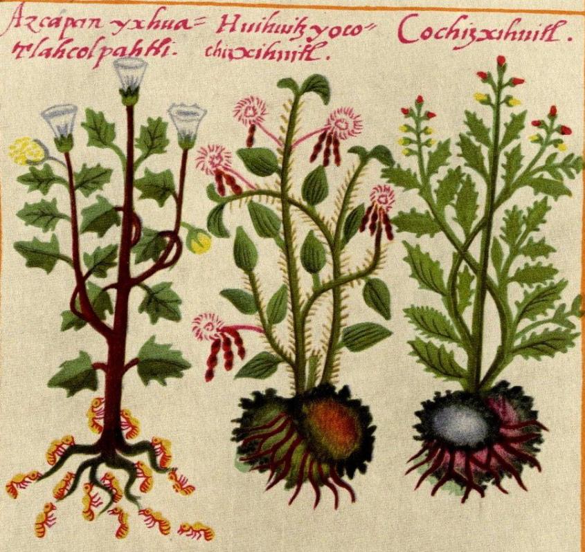 Naming and Picturing New World Nature - Not Even Past