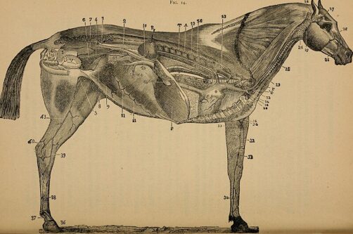 Review of Hoof Beats: How Horses Shaped Human History, by William T ...
